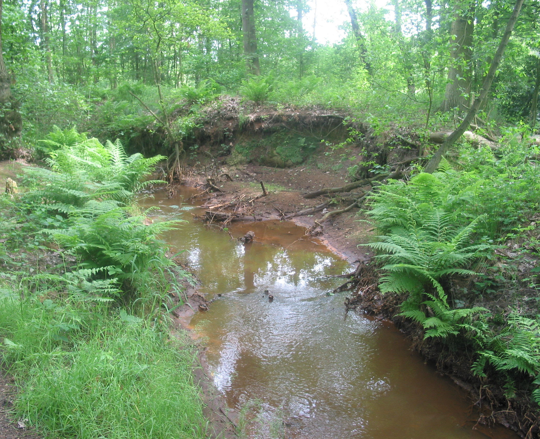 Helderbeek-Voort | Agentschap voor Natuur en Bos